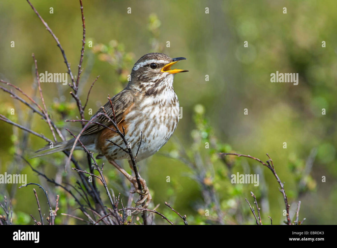 Scandinavian thrush hi-res stock photography and images - Alamy