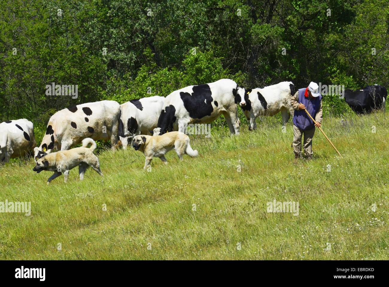 Man herding cattle hi-res stock photography and images - Alamy