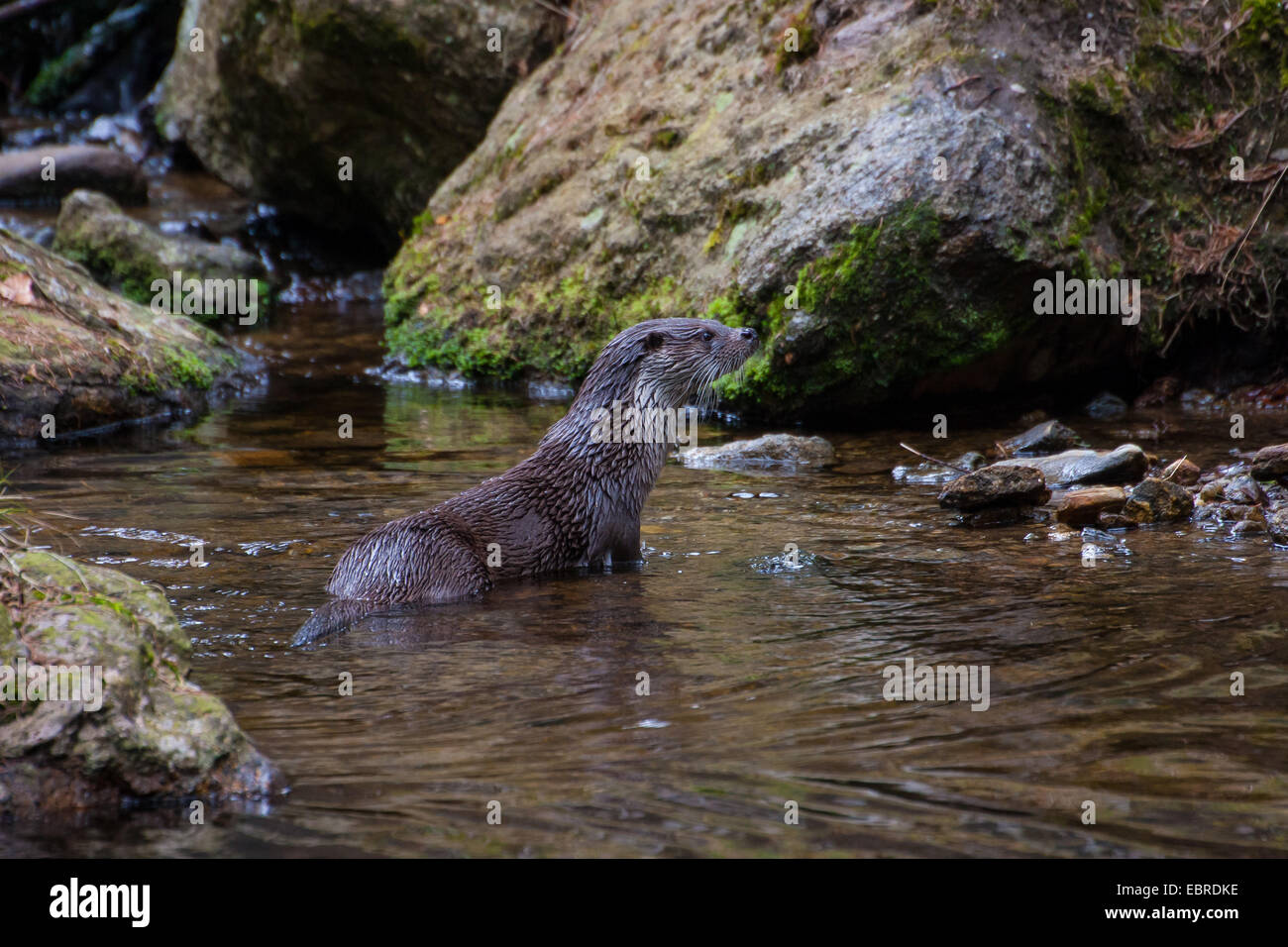 Wild animals in their natural habitat hi-res stock photography and ...