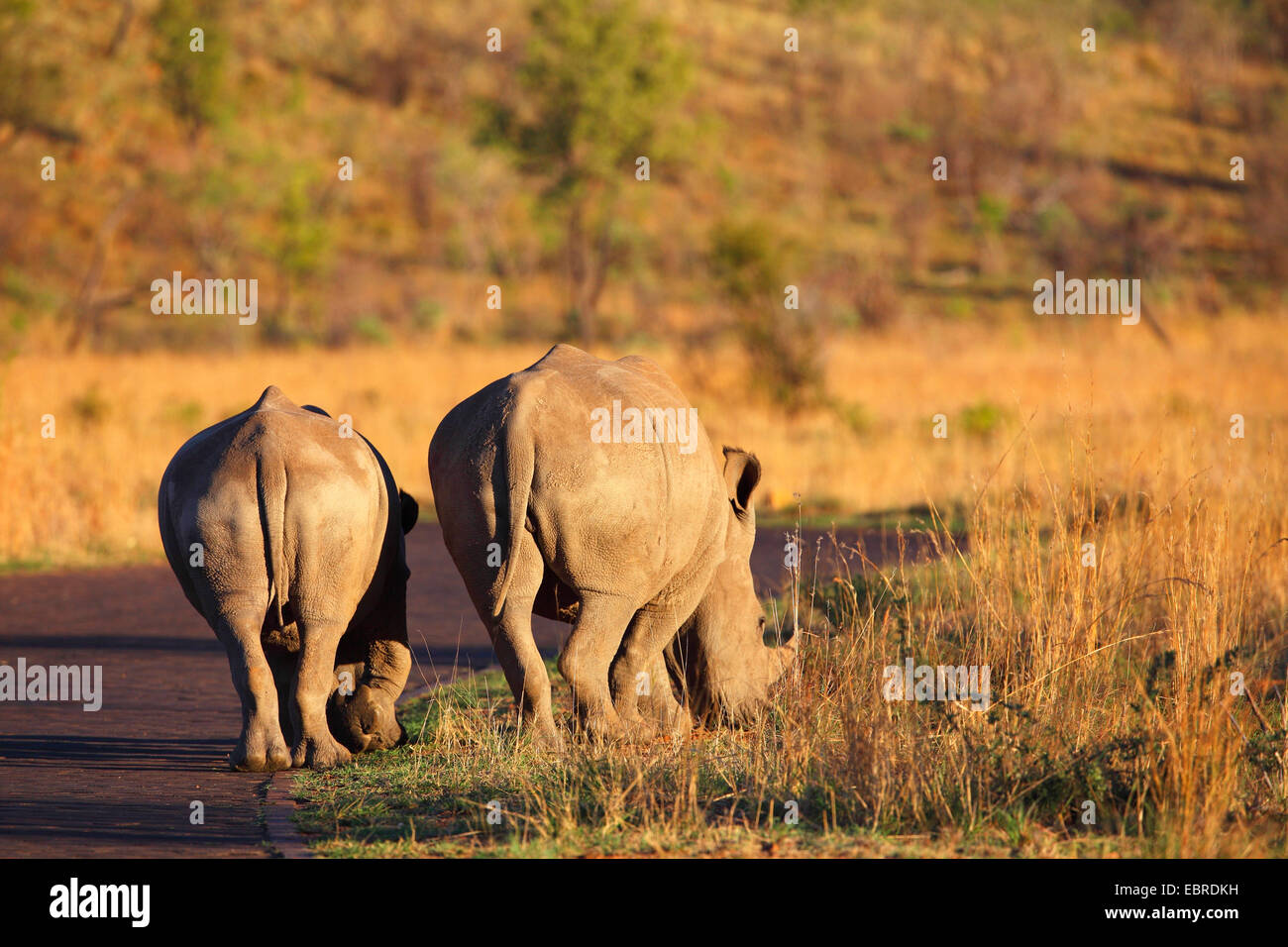 white rhinoceros, square-lipped rhinoceros, grass rhinoceros ...