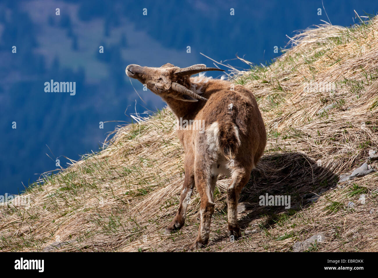 Alpine ibex (Capra ibex, Capra ibex ibex), female scratches itself with ...