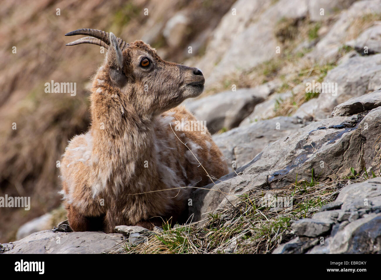 Alpine ibex (Capra ibex, Capra ibex ibex), female rests at a slope ...