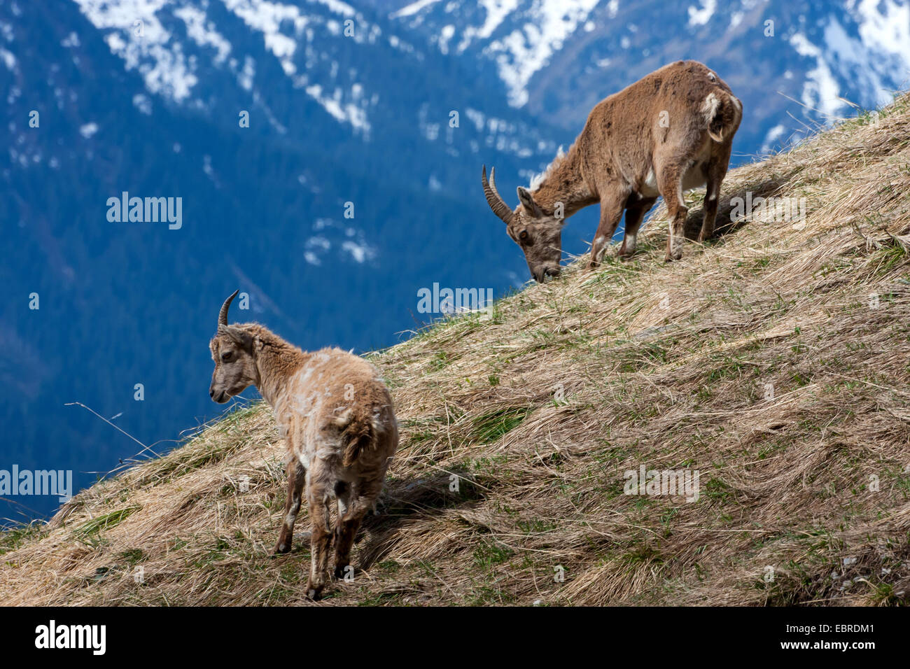 Alpine ibex (Capra ibex, Capra ibex ibex), female feed fresh alpine ...