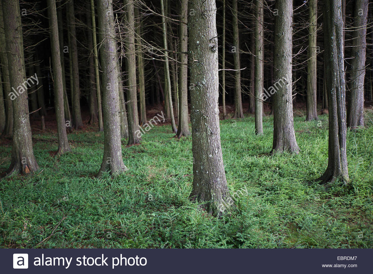 Beauty of the woods hi-res stock photography and images - Alamy
