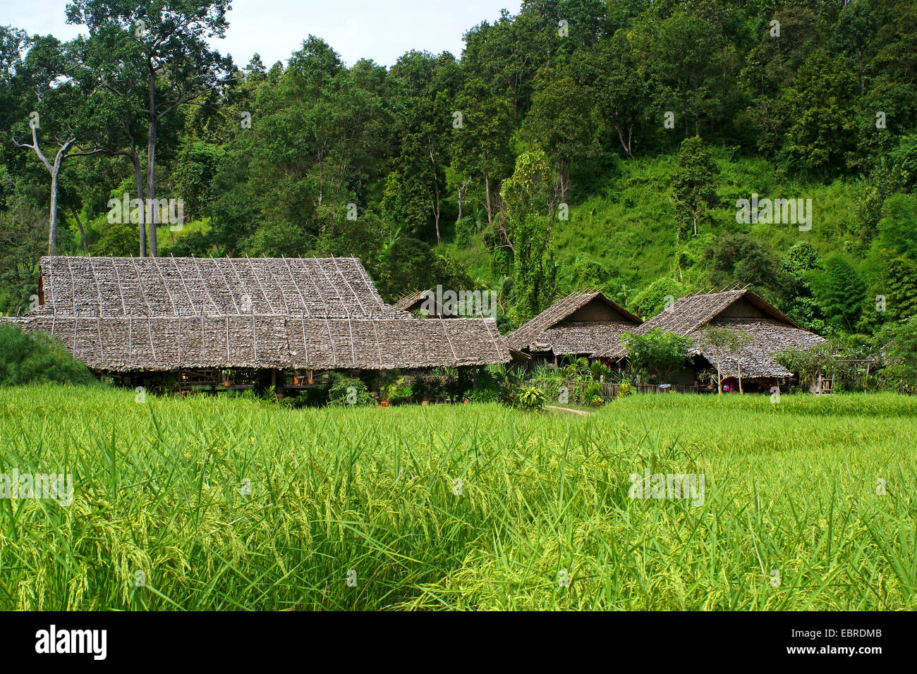 Asian rice fiels hi-res stock photography and images - Alamy