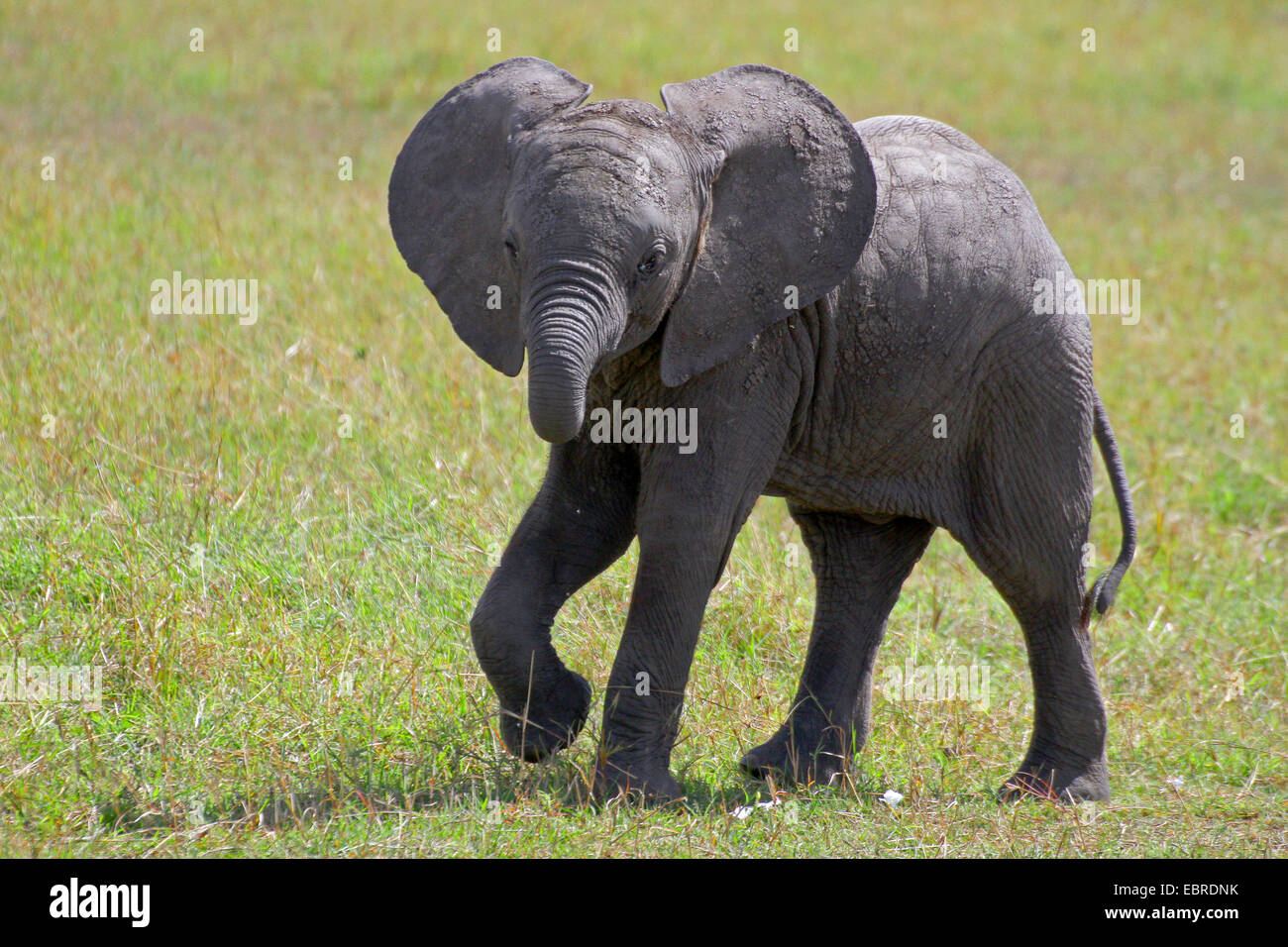Baby elephant walking in park hi-res stock photography and images - Alamy