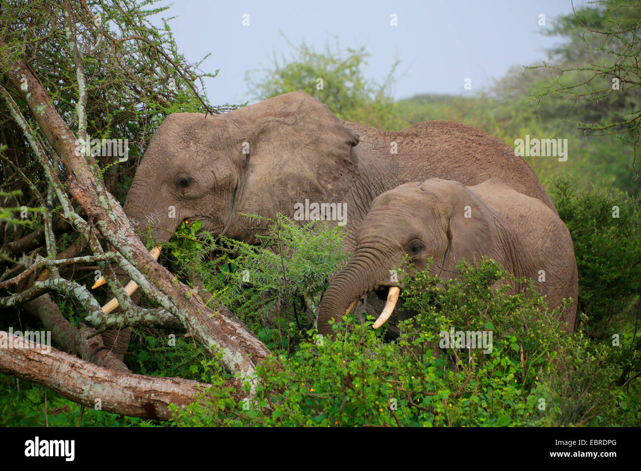 African elephant cow calf hi-res stock photography and images - Alamy
