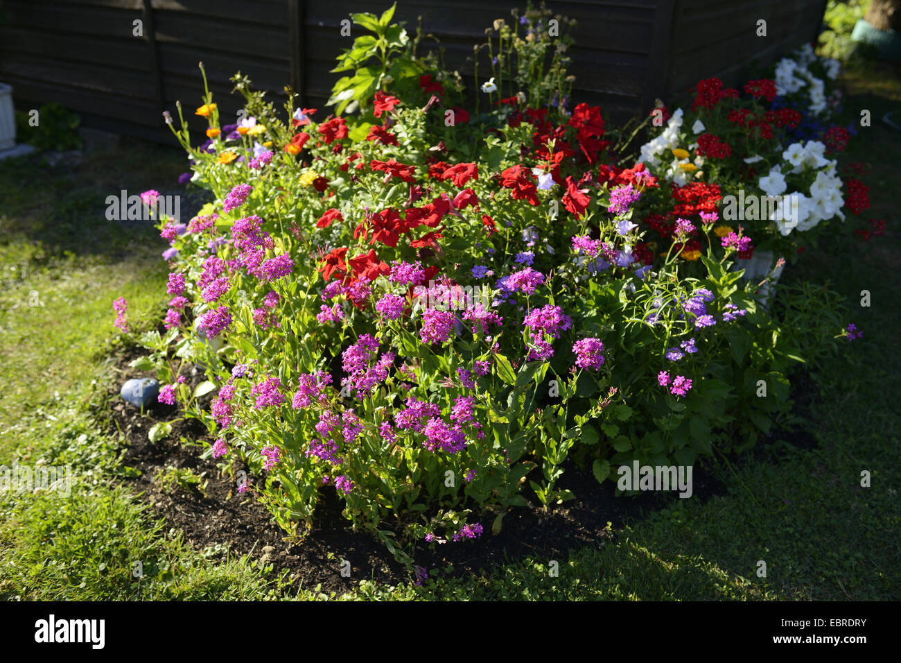 garden catchfly, sweet-william catchfly, thrift catchfly, none so ...
