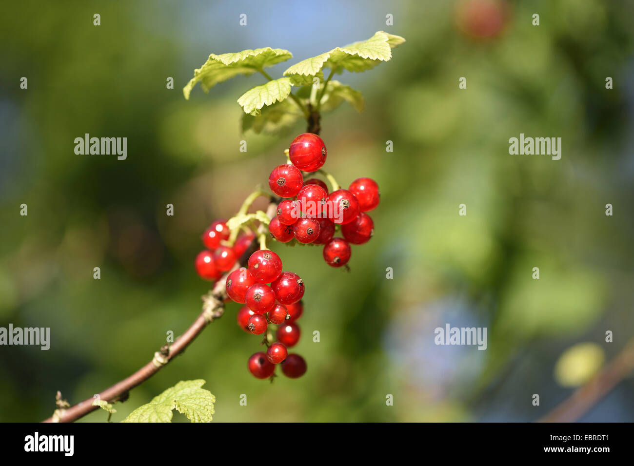 northern red currant (Ribes rubrum), currants on the bush, Germany ...