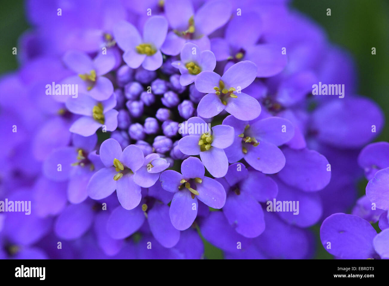 globe candytuft, umbellate candytuft, common candy-tuft (Iberis ...