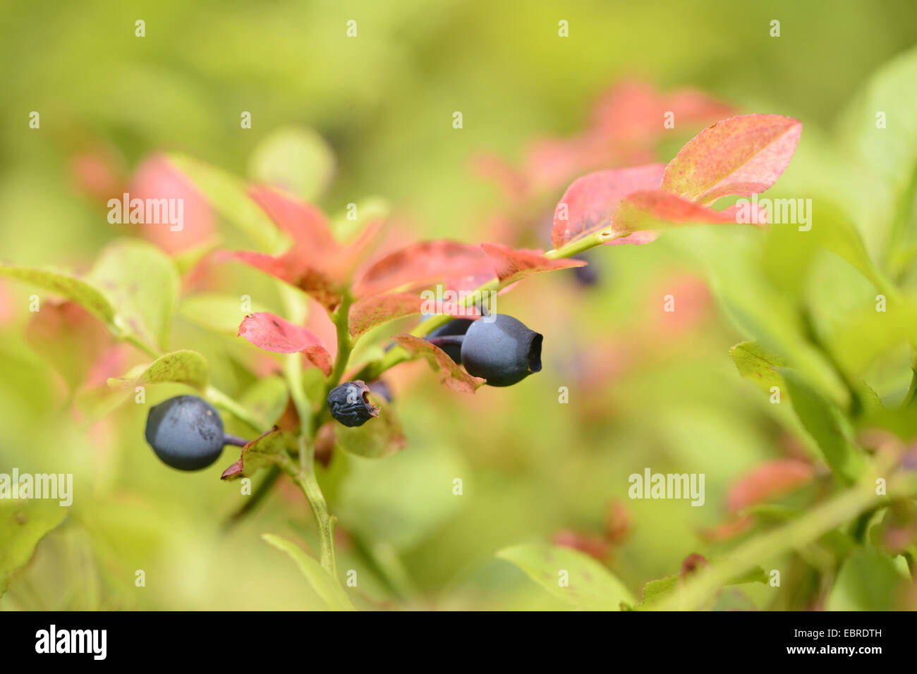 Dwarf bilberry blueberry huckleberry low hi-res stock photography and ...