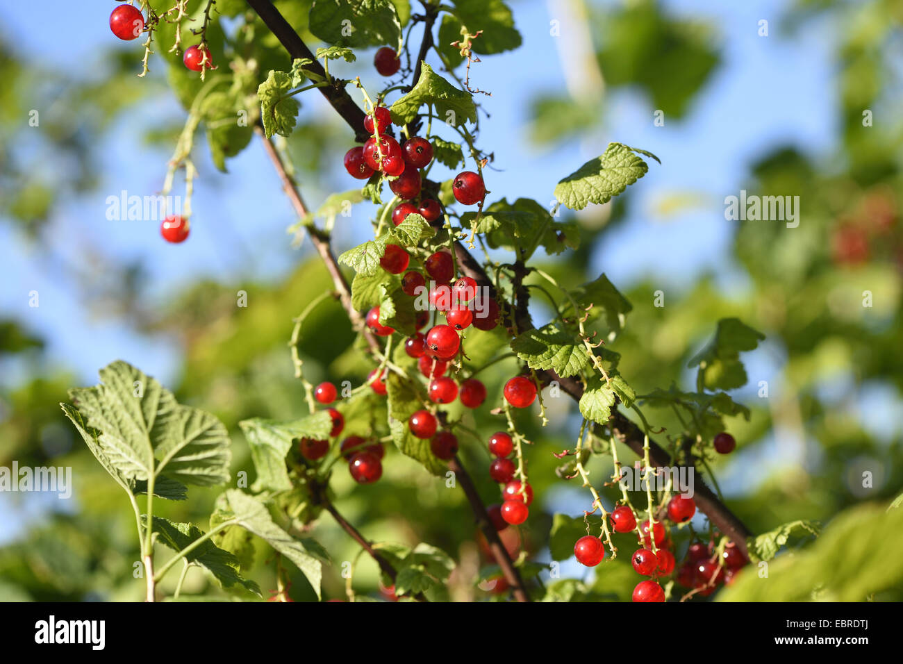 northern red currant (Ribes rubrum), currants on the bush, Germany ...