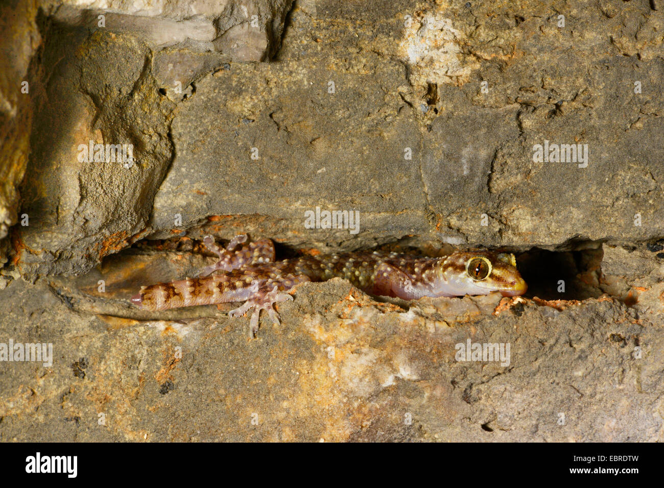 Turkish gecko, Mediterranean gecko (Hemidactylus turcicus), in a ...