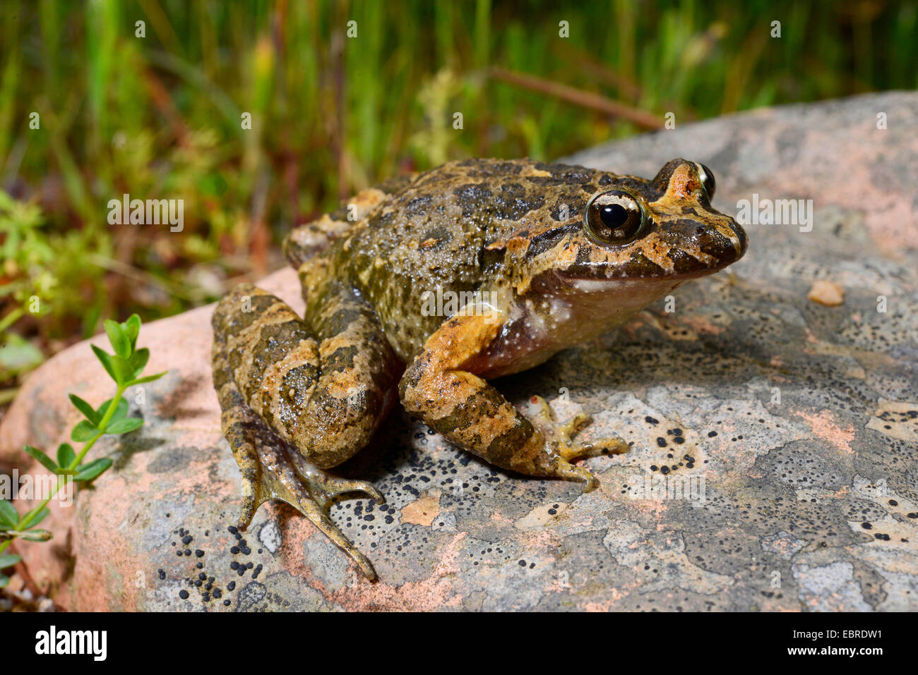 Tyrrhenian painted frog (Discoglossus sardus), on a stone, France ...