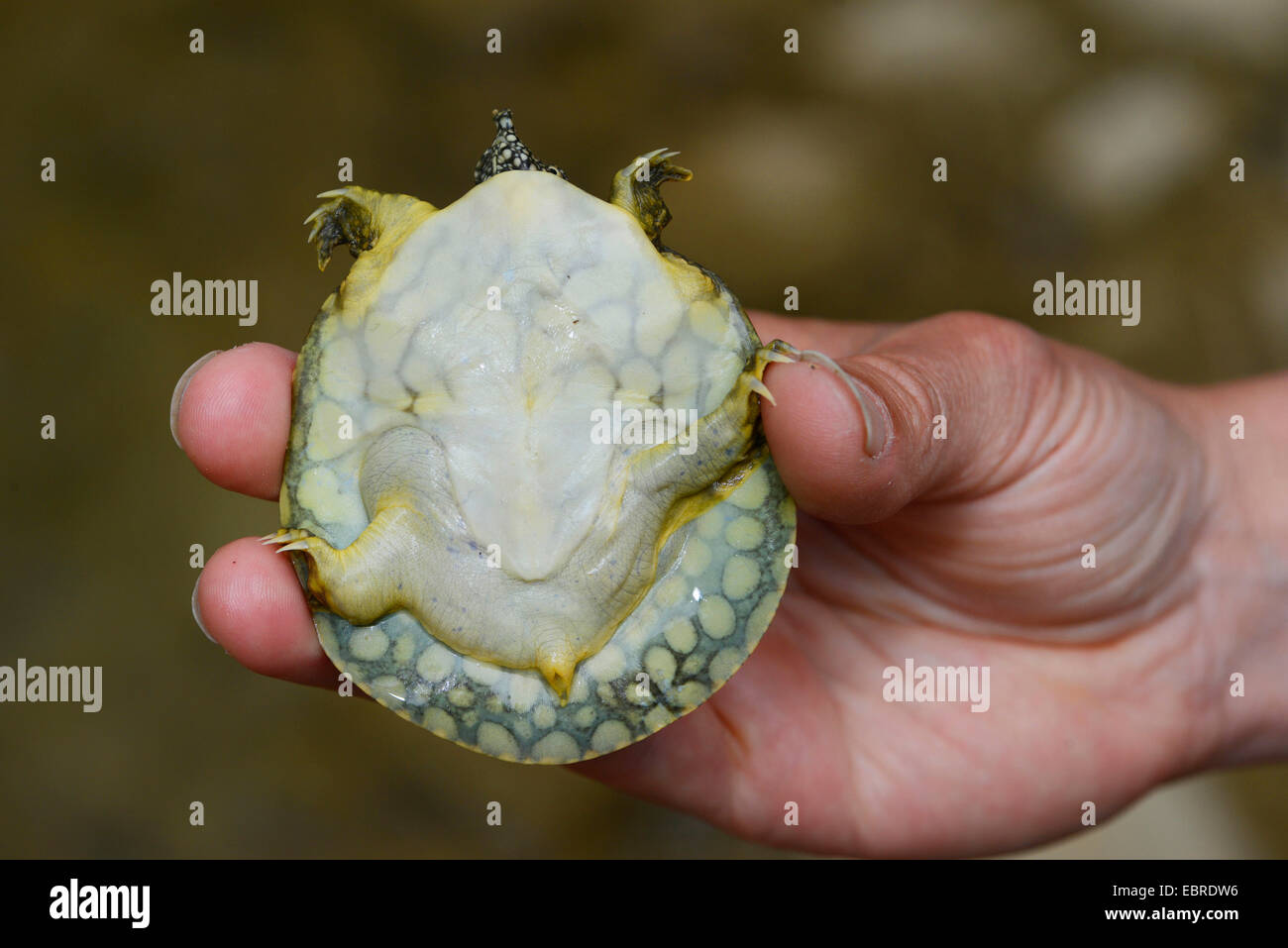 African softshell turtle, Nile softshell turtle (Trionyx triunguis ...