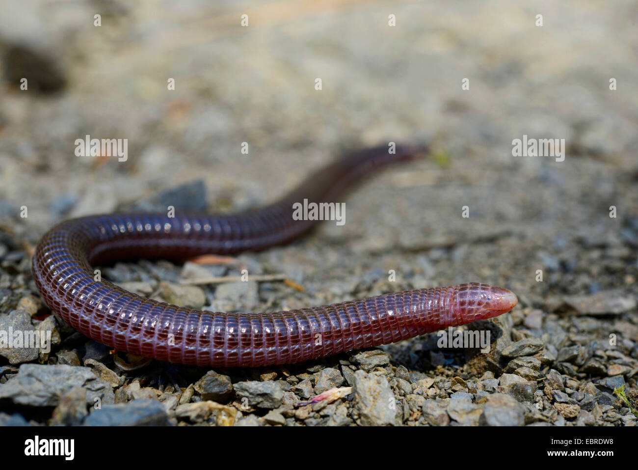 Turkish Worm Lizard, Anatolian Worm Lizard (Blanus strauchi), portrait ...