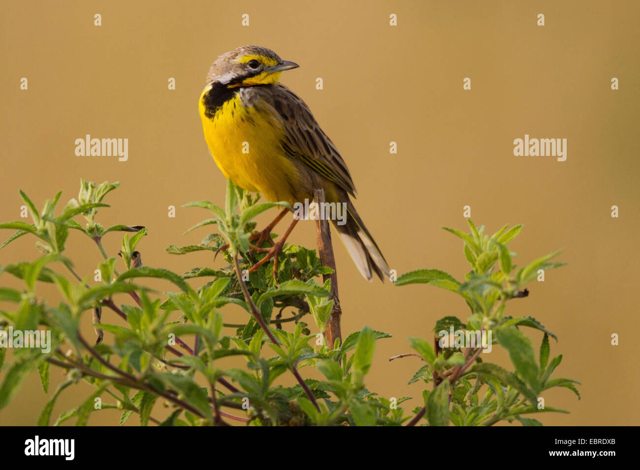 Yellow-throated longclaw (Macronyx croceus), sitting on a bush, Kenya ...
