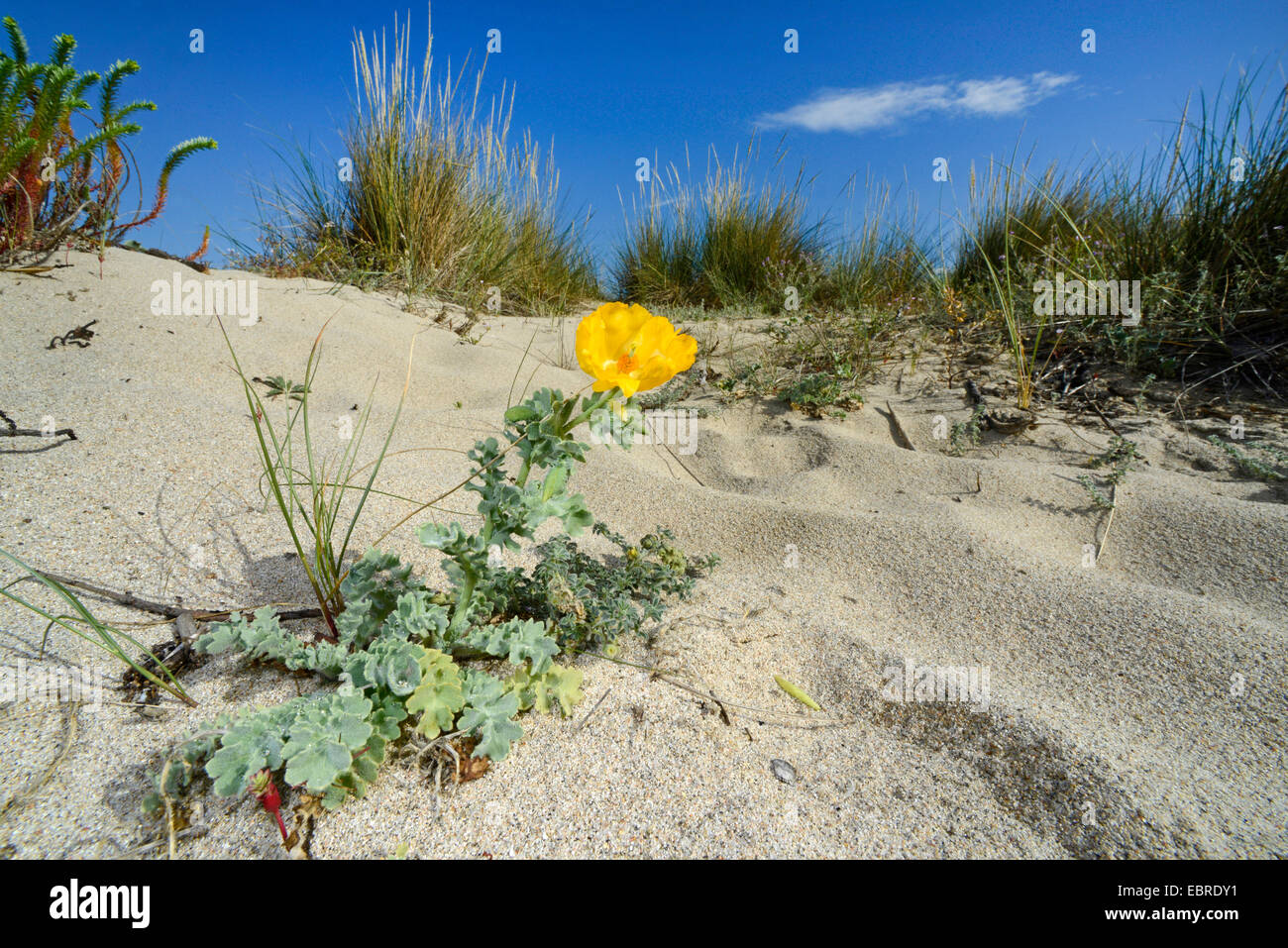 yellow horned-poppy, horned poppy (Glaucium flavum), blooming on a dune ...