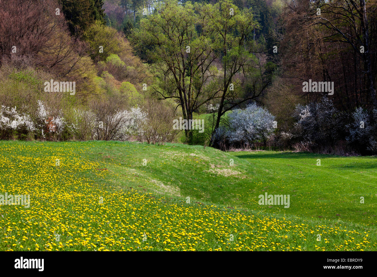Spring meadow flowers forest germany hi-res stock photography and ...