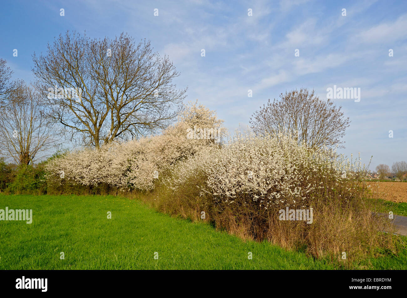 blackthorn, sloe (Prunus spinosa), blooming blackthorn and willows ...