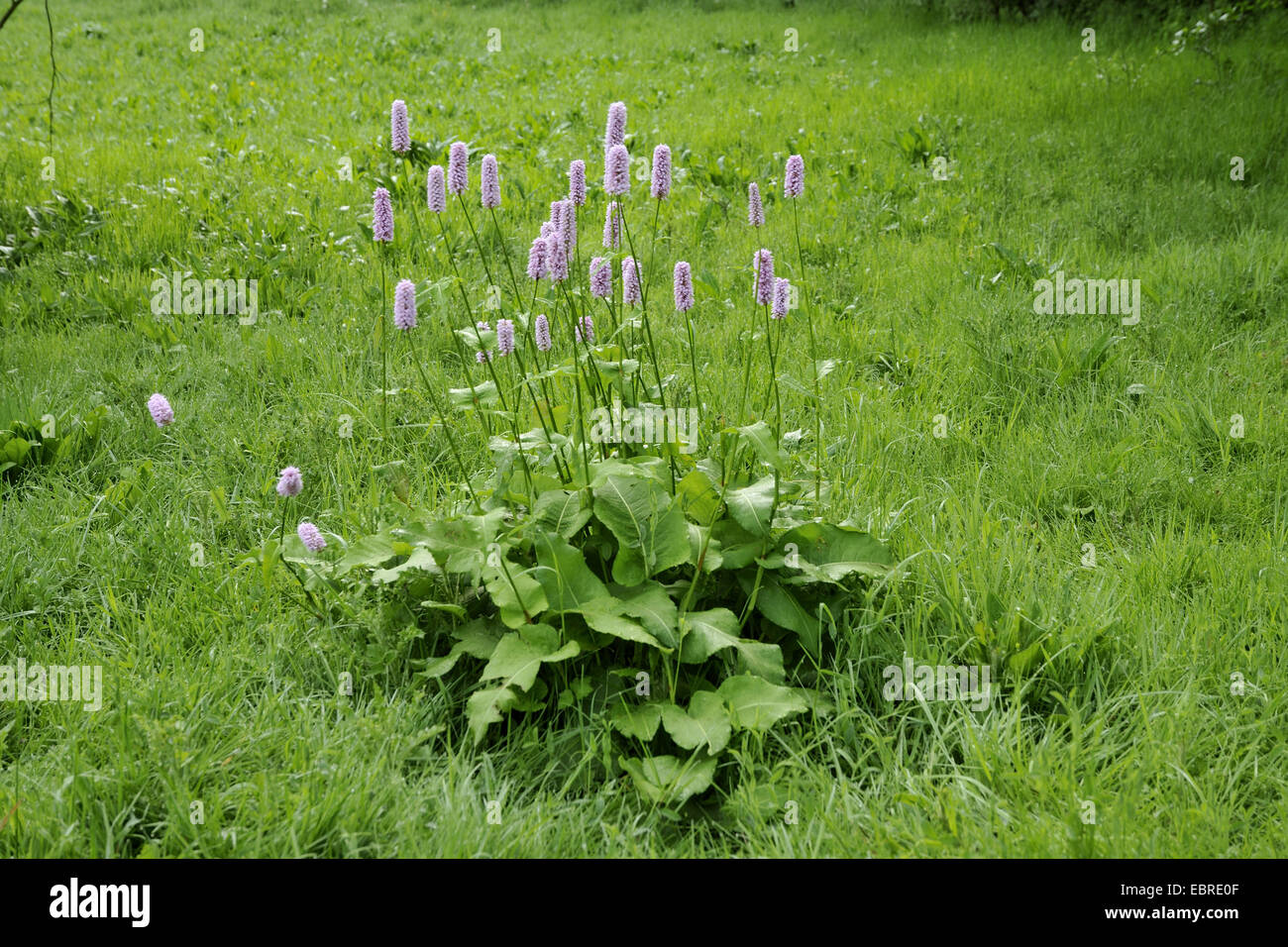 Common bistort, Meadow bistort (Polygonum bistorta, Bistorta ...