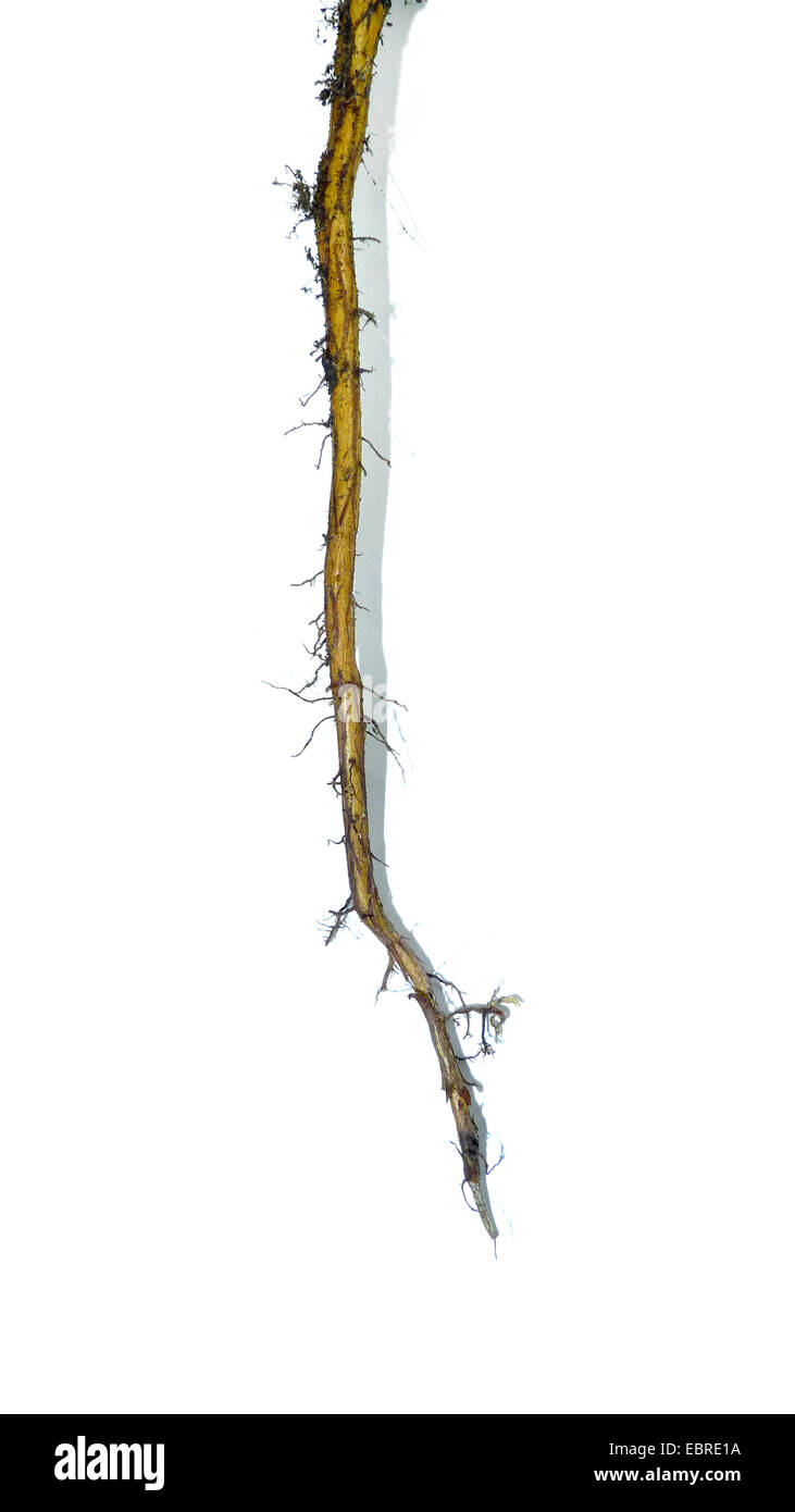 Oak tree seedling hi-res stock photography and images - Alamy