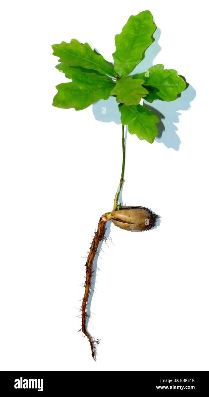 common oak, pedunculate oak, English oak (Quercus robur), root of a ...