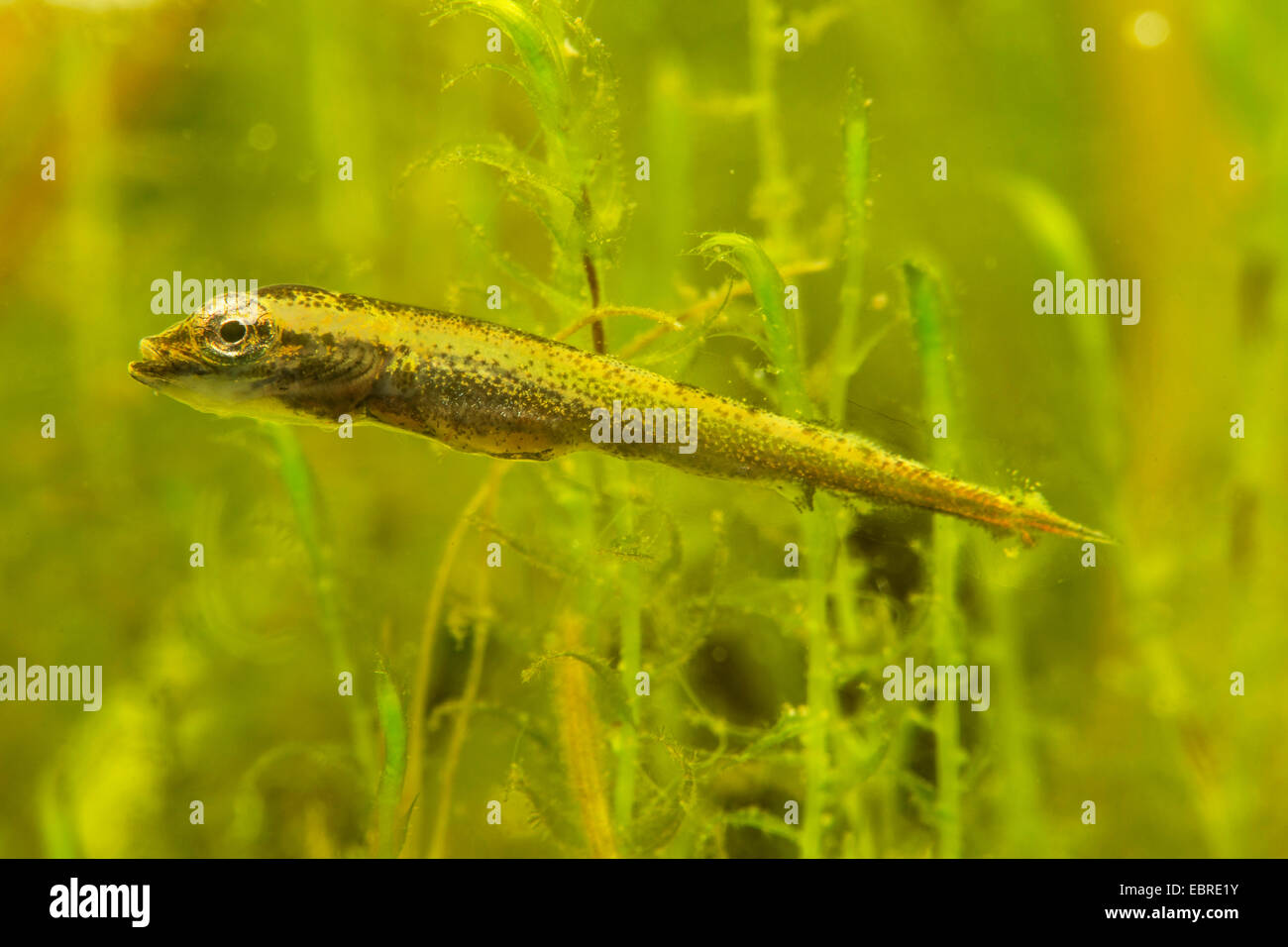 pike, northern pike (Esox lucius), swimming larva, Germany Stock Photo ...