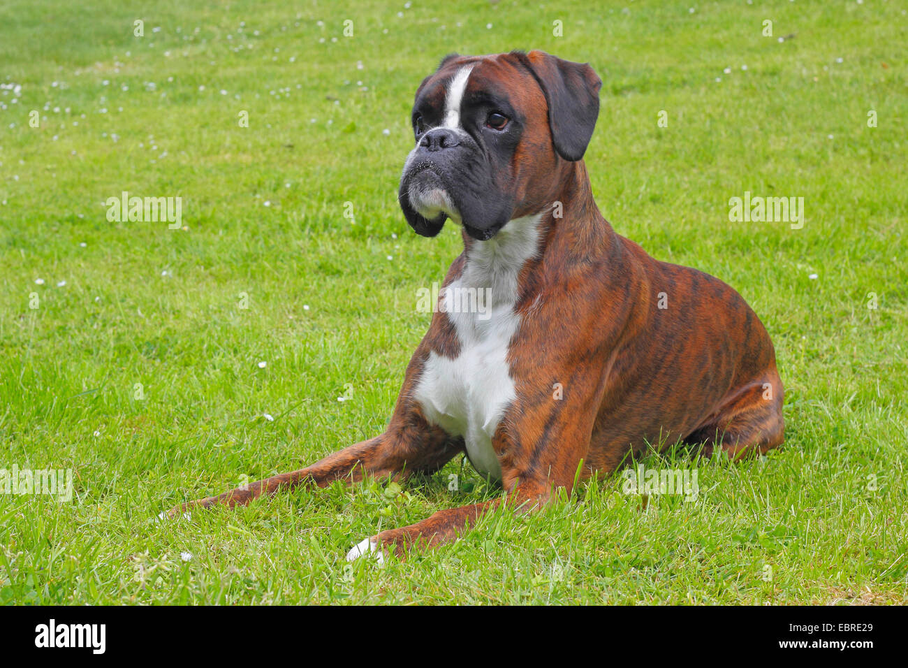 German Boxer (Canis lupus f. familiaris), two year old Geman Boxer lies ...