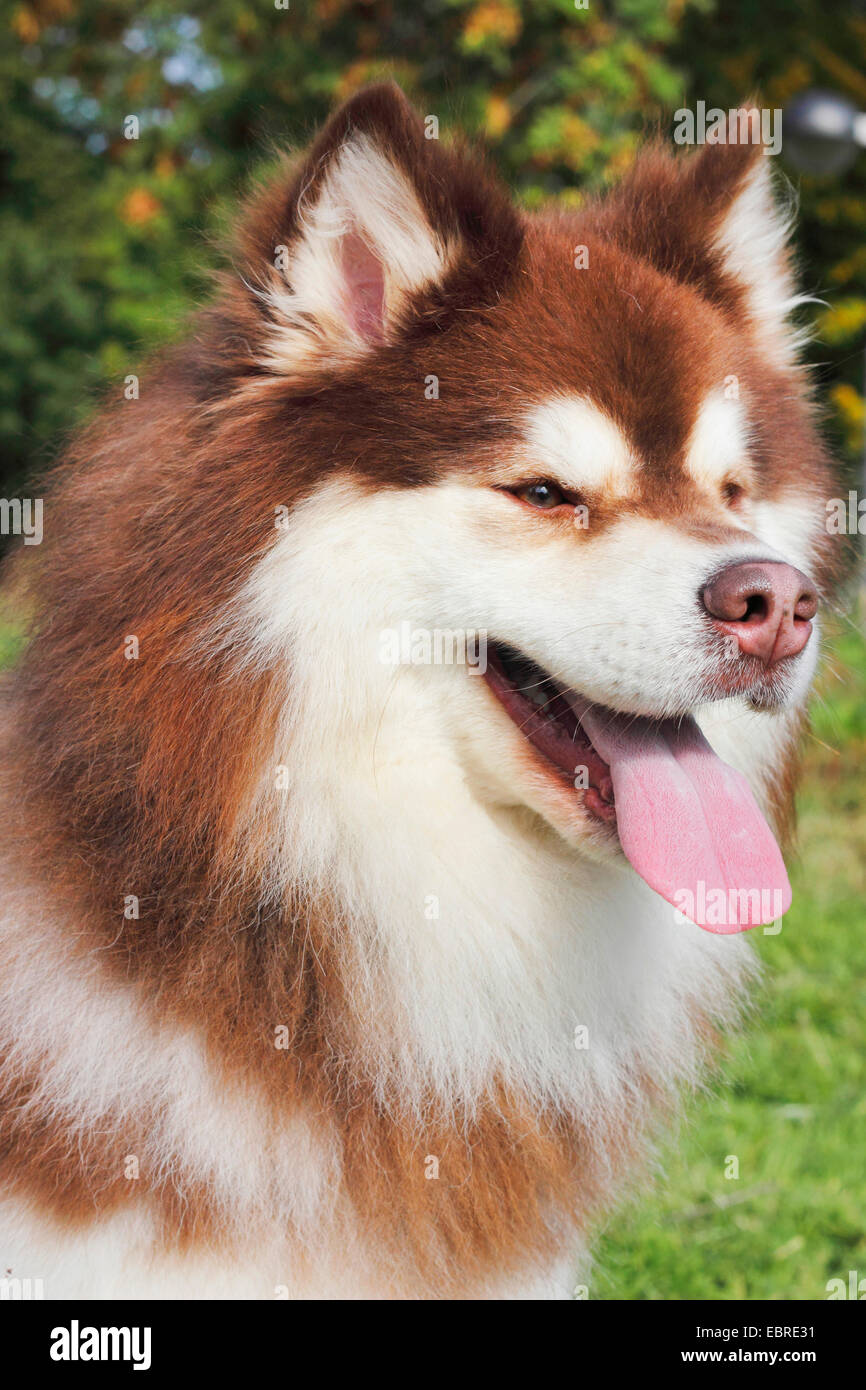 Reindeer mouth hi-res stock photography and images - Alamy