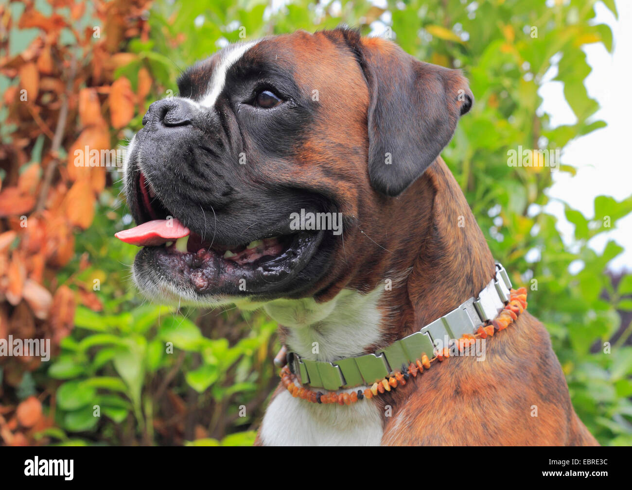 German Boxer (Canis lupus f. familiaris), two year old German Boxer ...