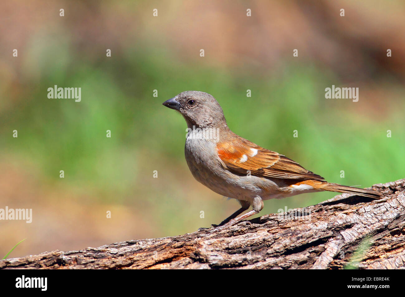 grey-headed sparrow (Passer griseus), sitting on a tree stem, South ...