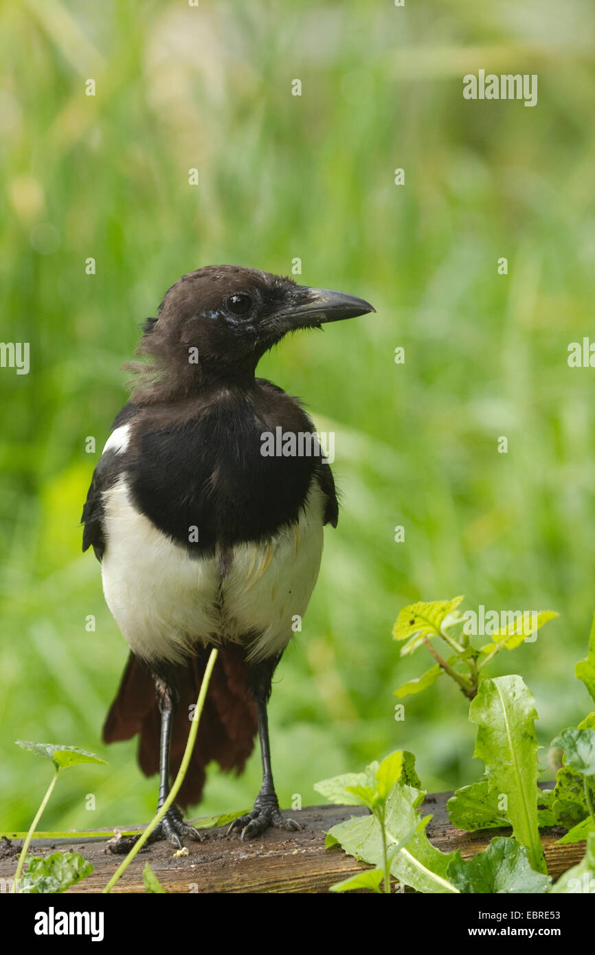 Juvenile magpie hi-res stock photography and images - Alamy