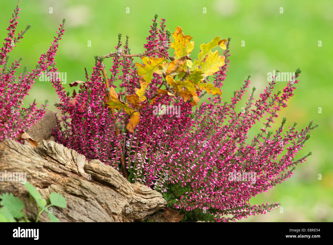 Common Heather, Ling, Heather (Calluna vulgaris), bloomiing heather ...