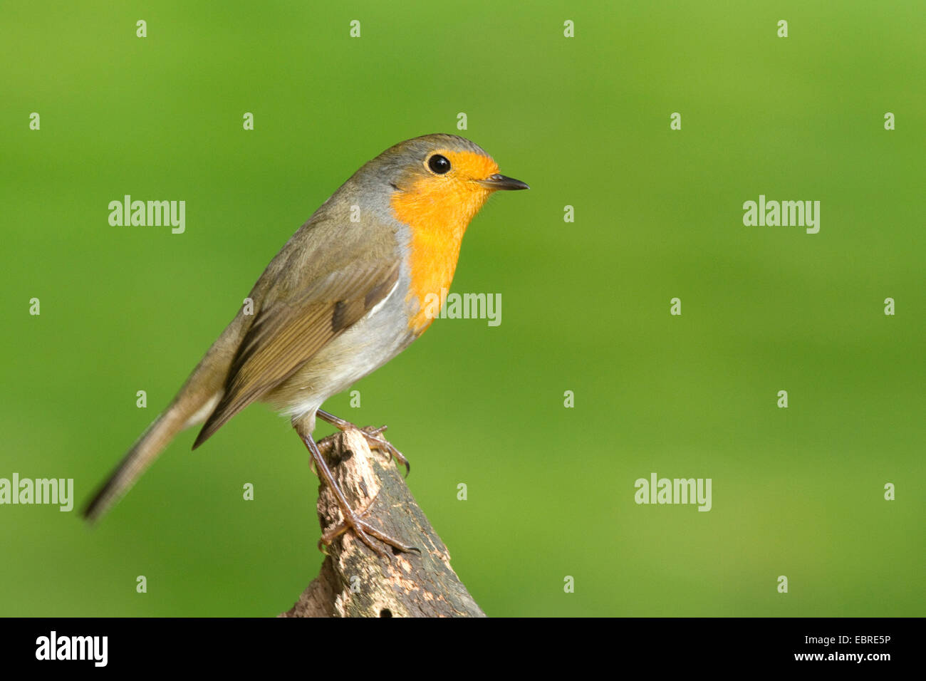 European robin (Erithacus rubecula), sitting on a pillar, Germany ...