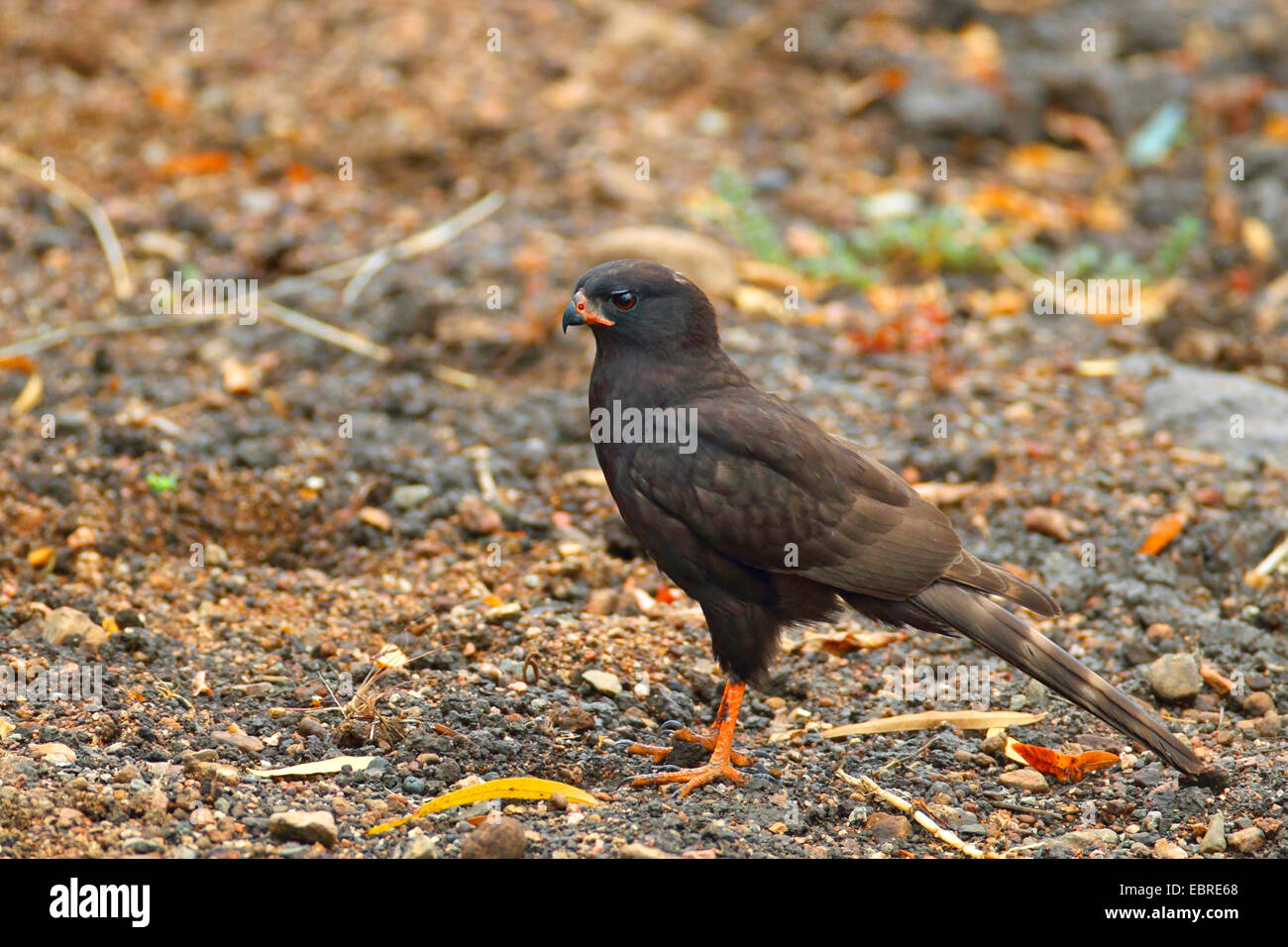 Gabar goshawk (Micronisus gabar), melanistic bird sitting on the ground ...