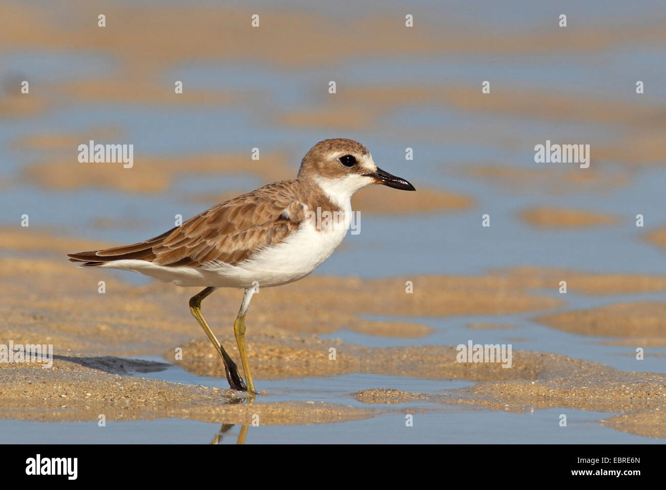 great sand plover (Charadrius leschenaultii), juvenile bird standing in ...