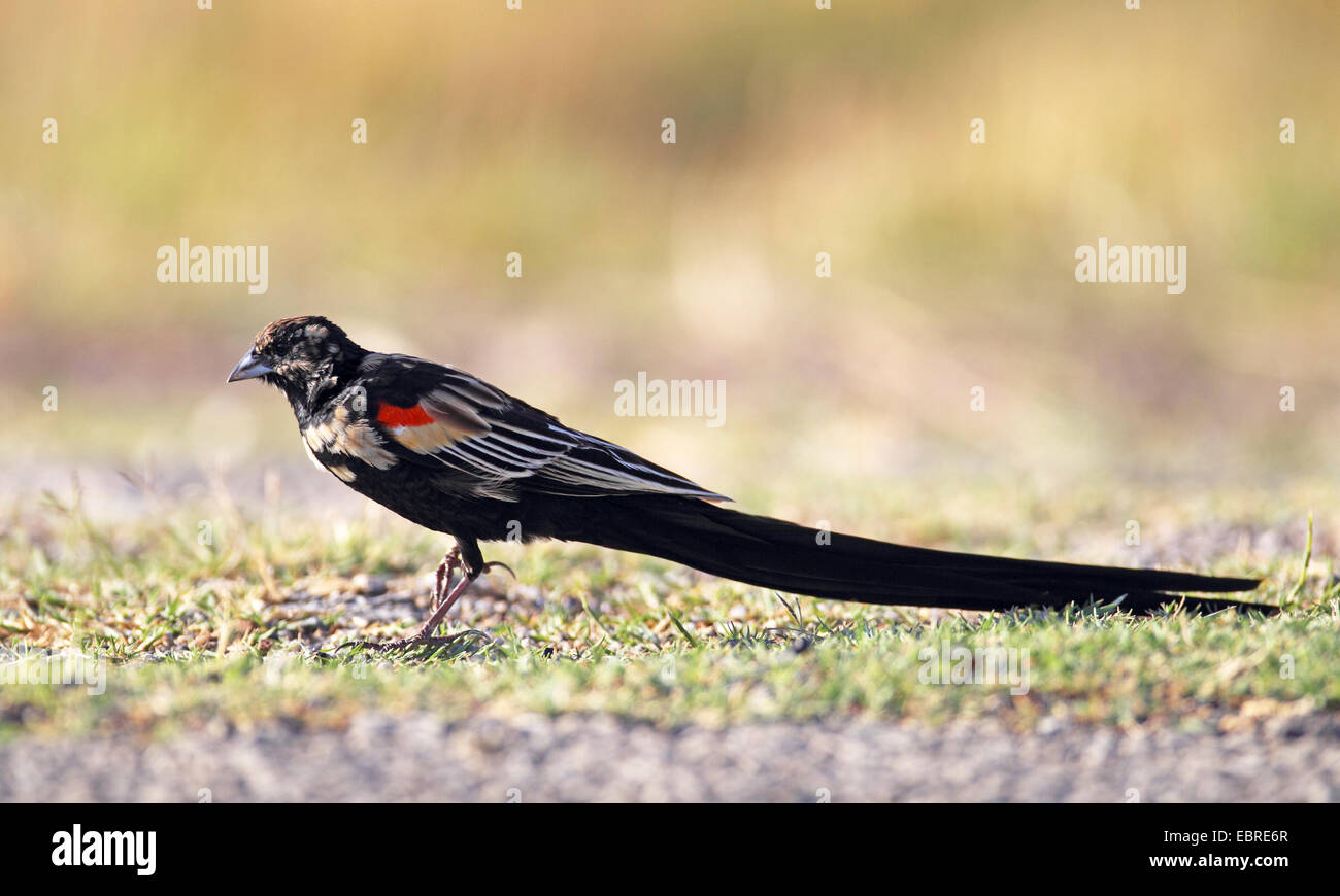 long-tailed whydah (Coliuspasser progne, Euplectes progne), male ...