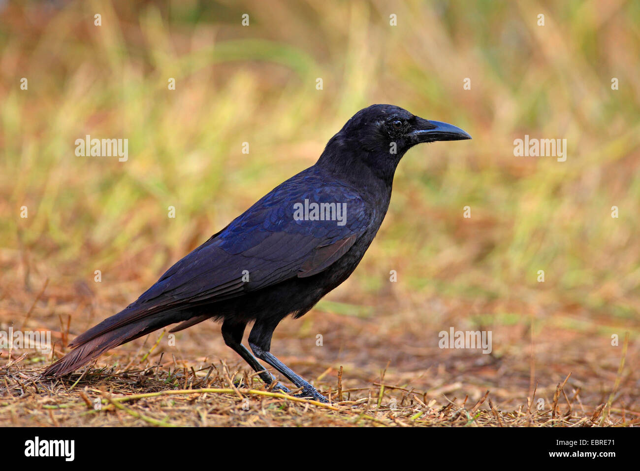 fish crow (Corvus ossifragus), standing on the ground, USA, Florida ...