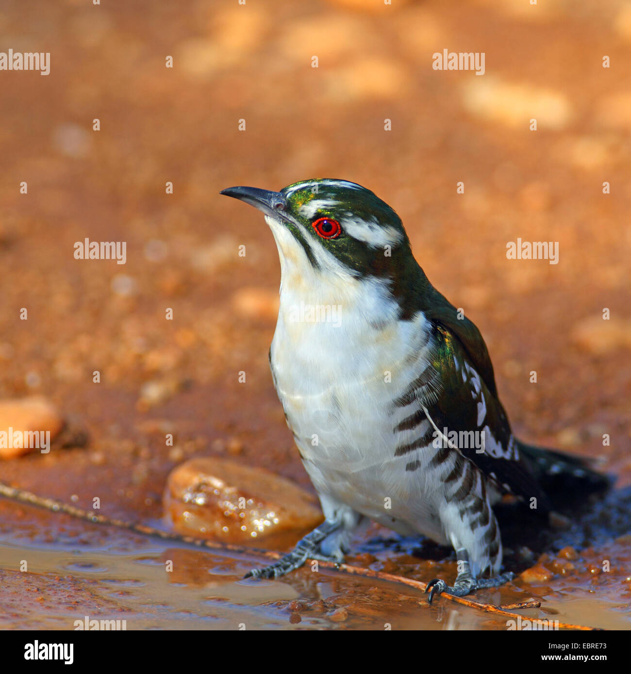 Cuckoo Birds South Africa High Resolution Stock Photography and Images ...
