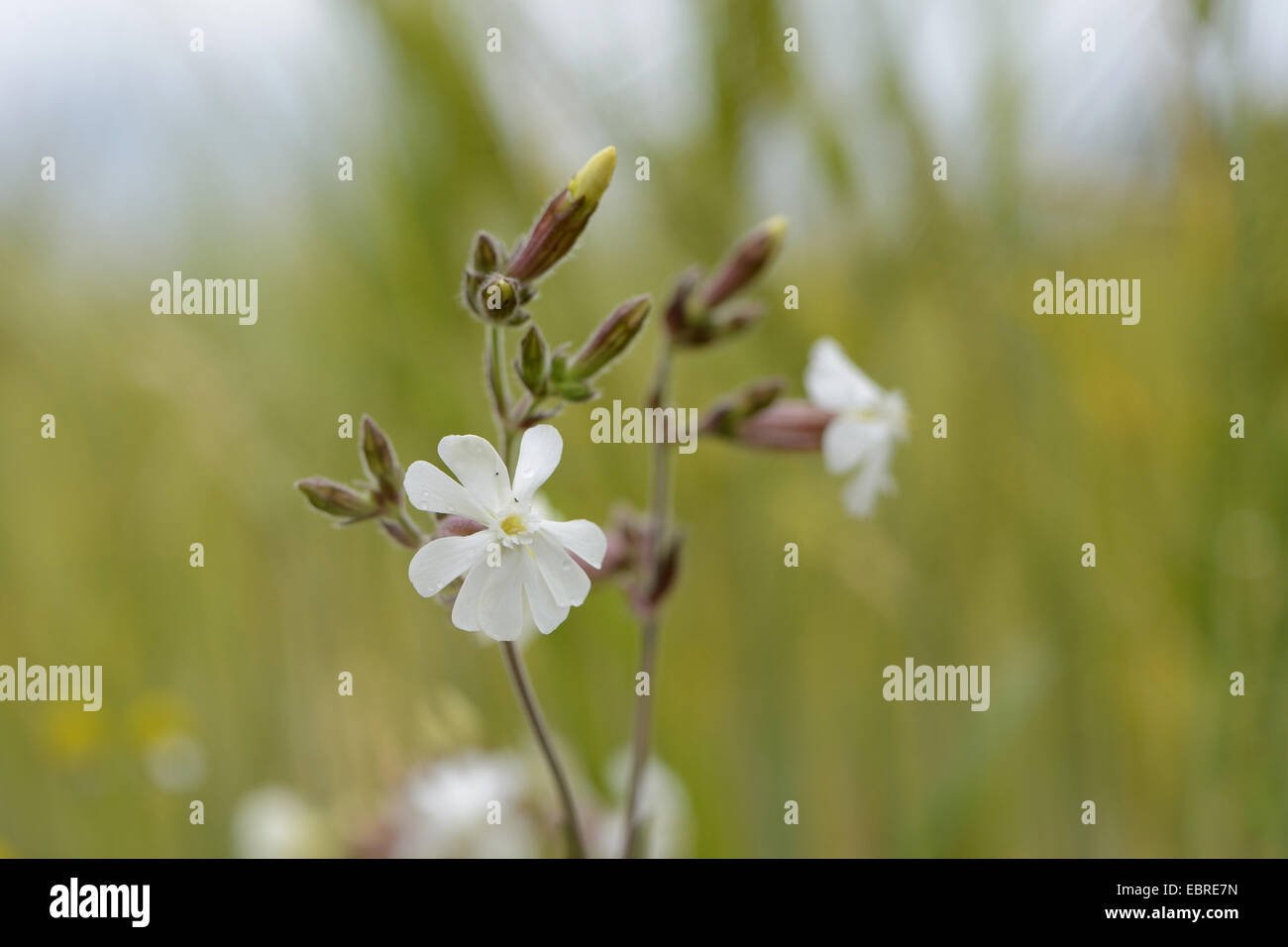 White Campion (Silene latifolia subsp. alba, Silene alba, Silene ...