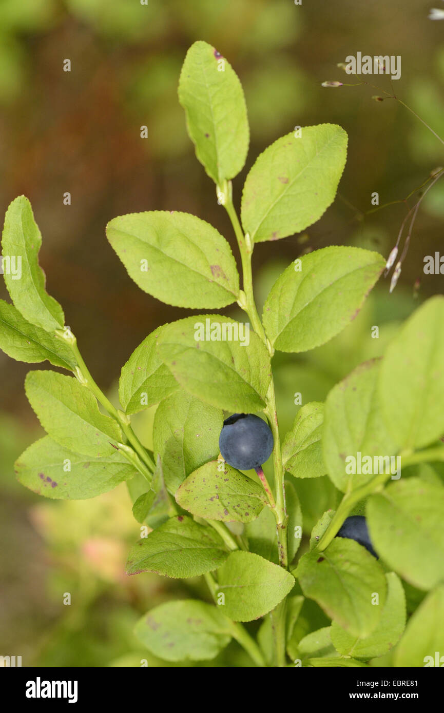 dwarf bilberry, blueberry, huckleberry, low billberry (Vaccinium ...