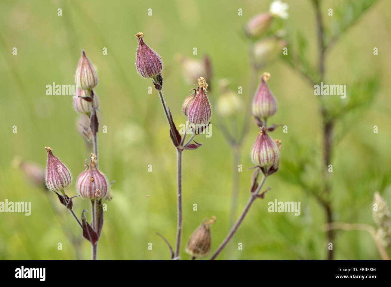 White Campion (Silene latifolia subsp. alba, Silene alba, Silene ...