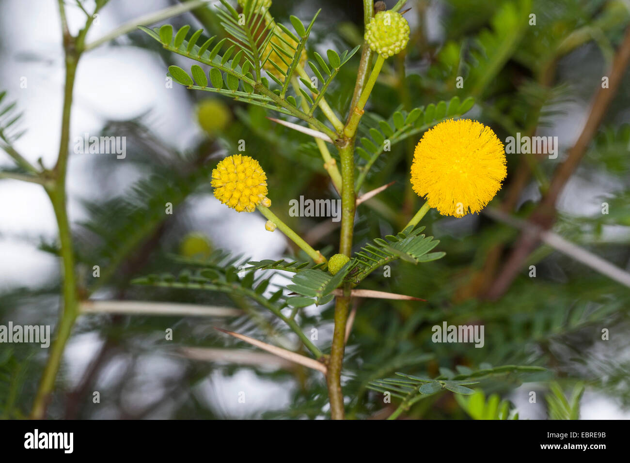 Vachellia karroo, Vachellia horrida, Mimosa horrida, Sweet thorn ...