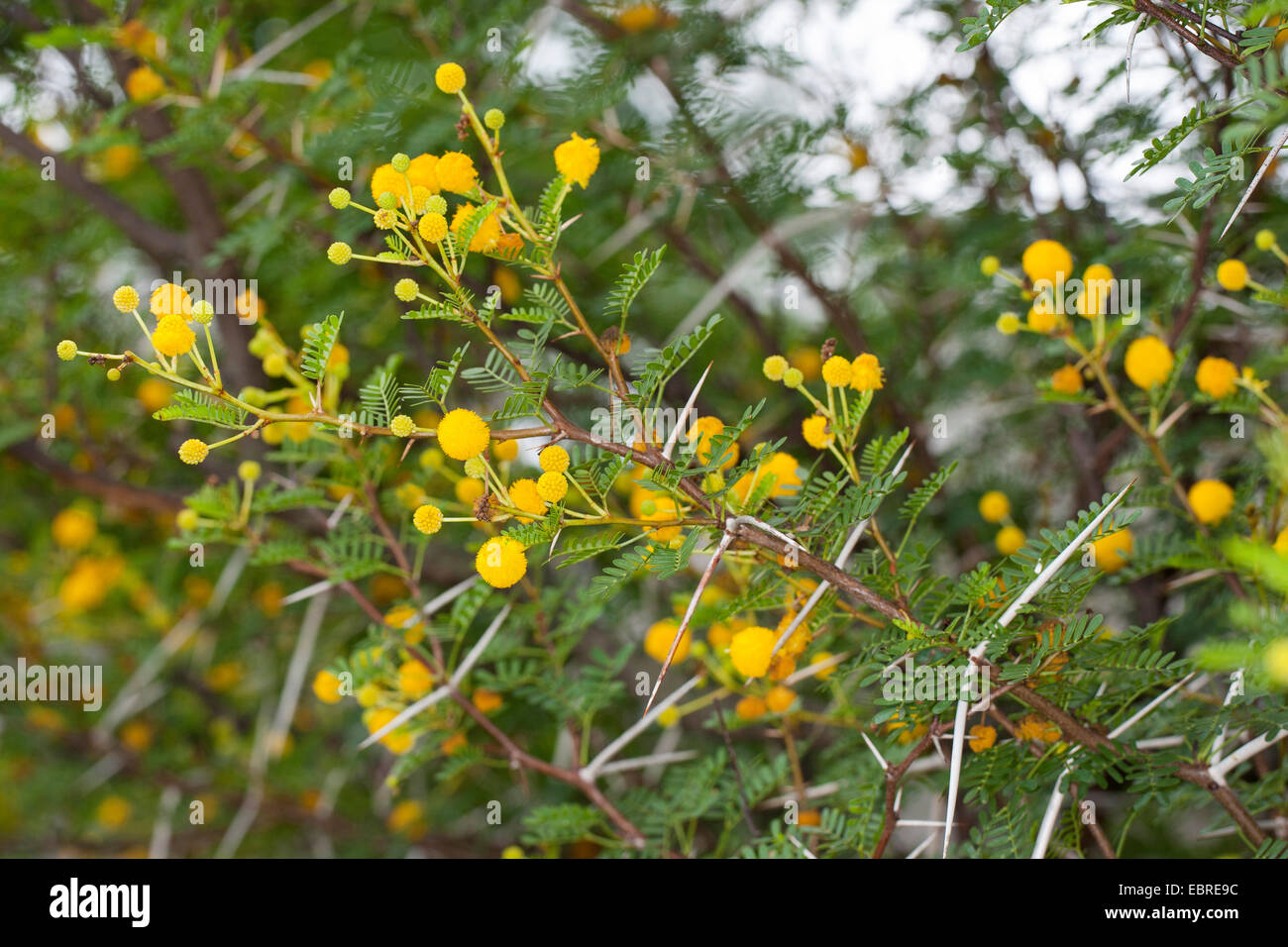 Vachellia karroo, Vachellia horrida, Mimosa horrida, Sweet thorn ...