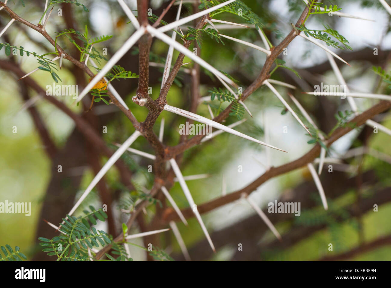 Vachellia karroo, Vachellia horrida, Mimosa horrida, Sweet thorn ...