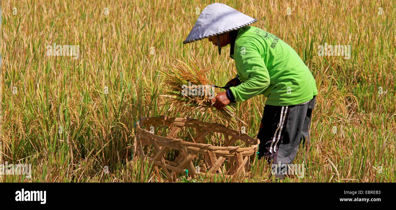 Harvesting rice hi-res stock photography and images - Alamy