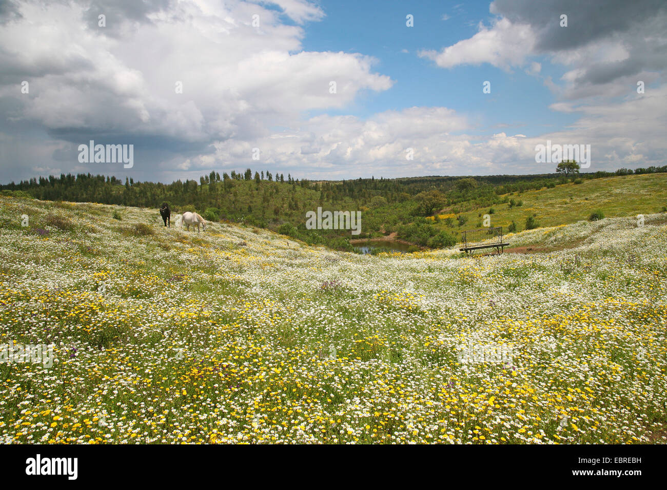flower meadow, Portugal, Alentejo Stock Photo - Alamy