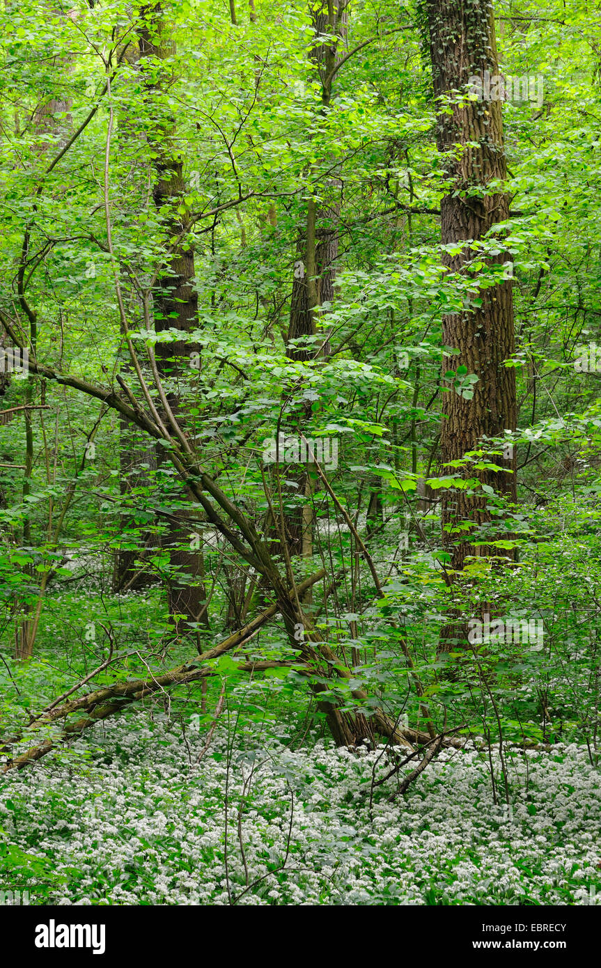 ramsons, buckrams, wild garlic, broad-leaved garlic, wood garlic, bear ...