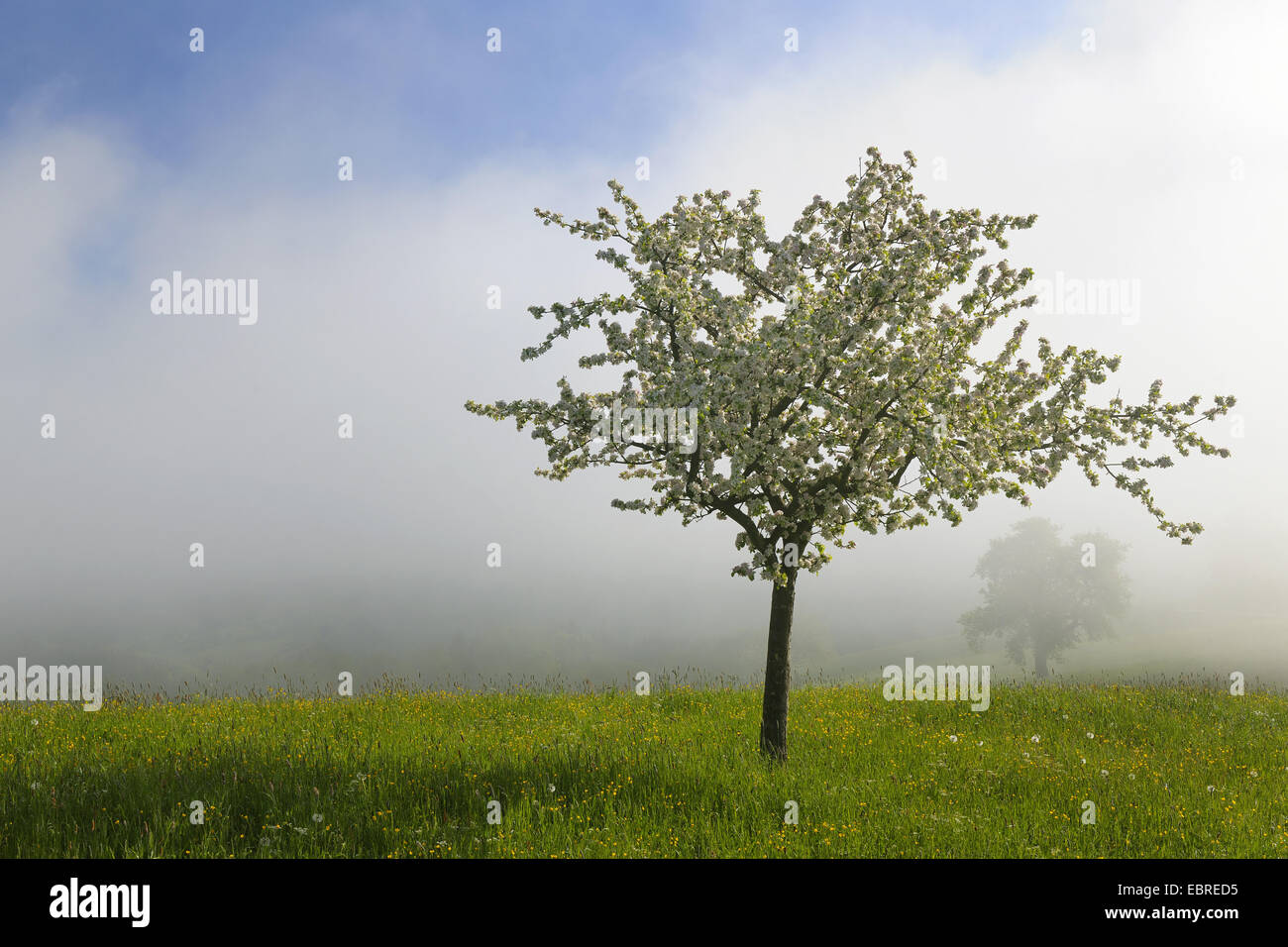 Appel hi-res stock photography and images - Alamy